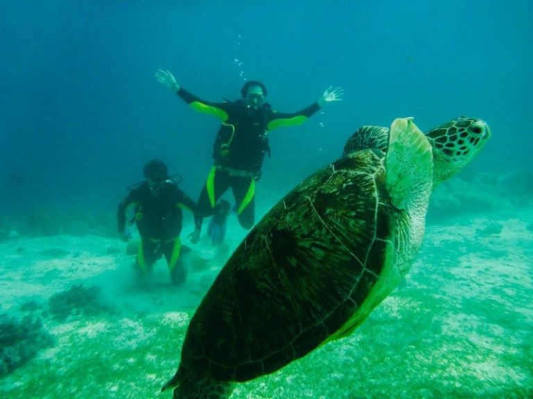 Alona Bohol Divers Club | 潜水中心 | The best places to practice Diving in ...