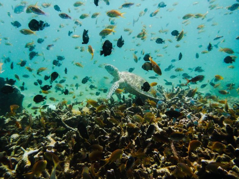 Alona Bohol Divers Club | 潜水中心 | The best places to practice Diving in ...