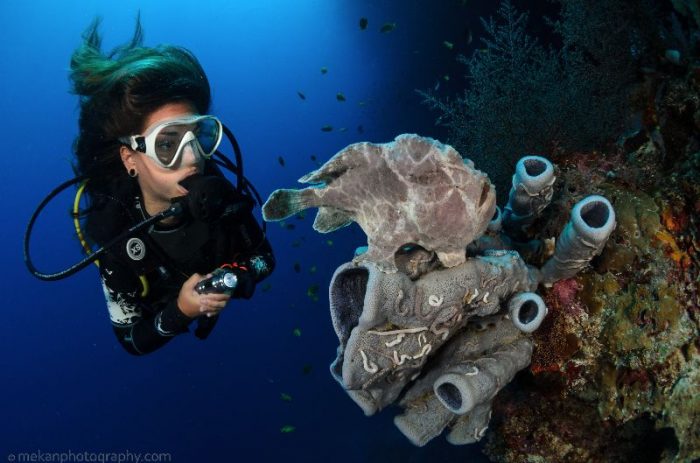 Que debes saber para ir a Bucear en la isla de Balicasag • Centro Buceo ...