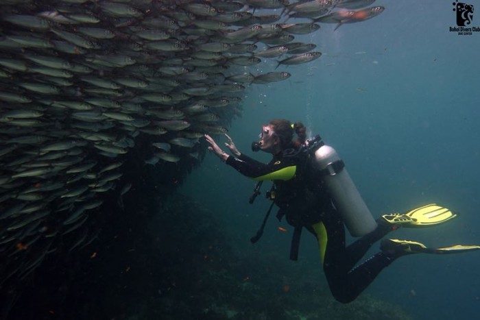 Scuba Diving Areas in Bohol We have several places to do Scuba diving