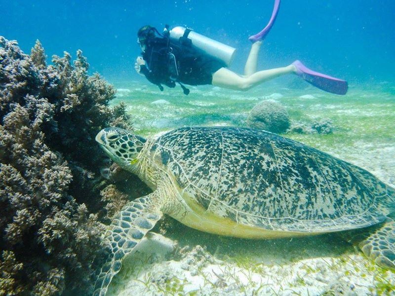 Scuba Diving Areas in Bohol We have several places to do Scuba diving