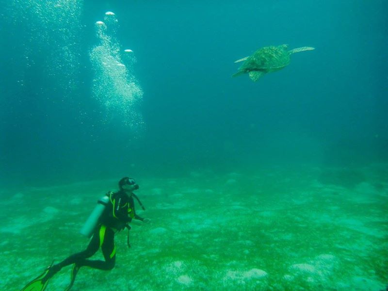 Scuba Diving Areas in Bohol We have several places to do Scuba diving