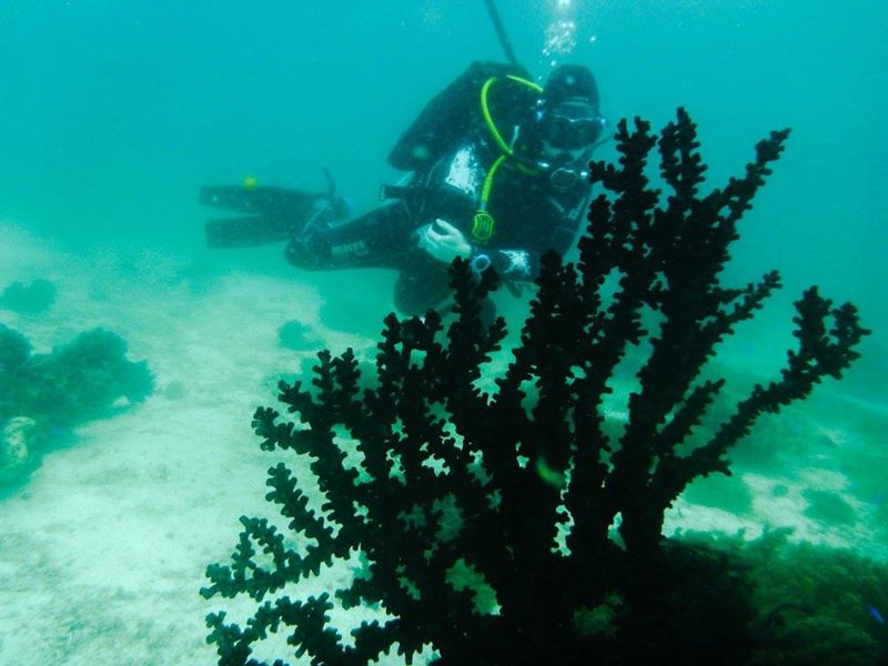 Scuba Diving Areas in Bohol We have several places to do Scuba diving