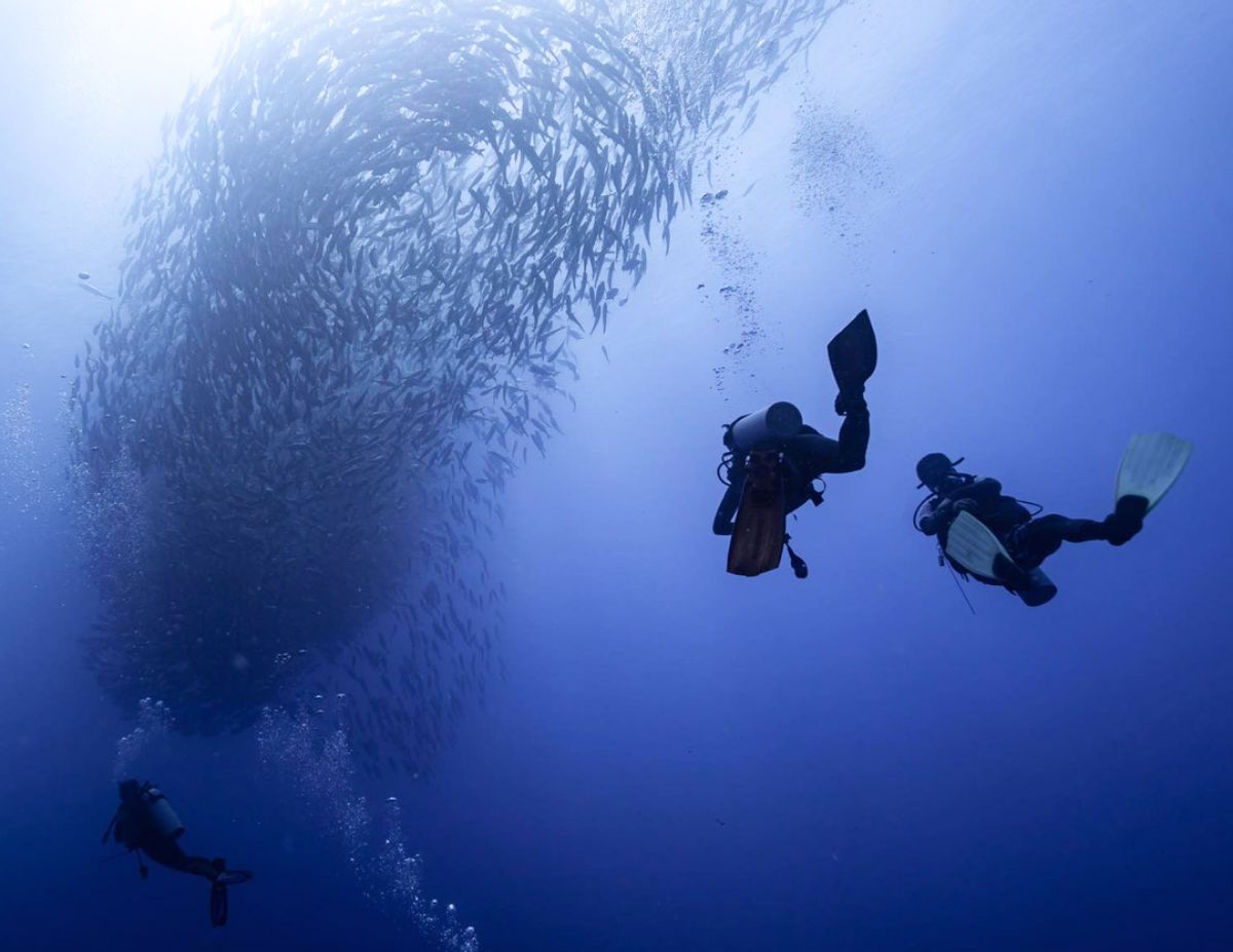Book Your Philippines Scuba Dive Adventure With Bohol Divers