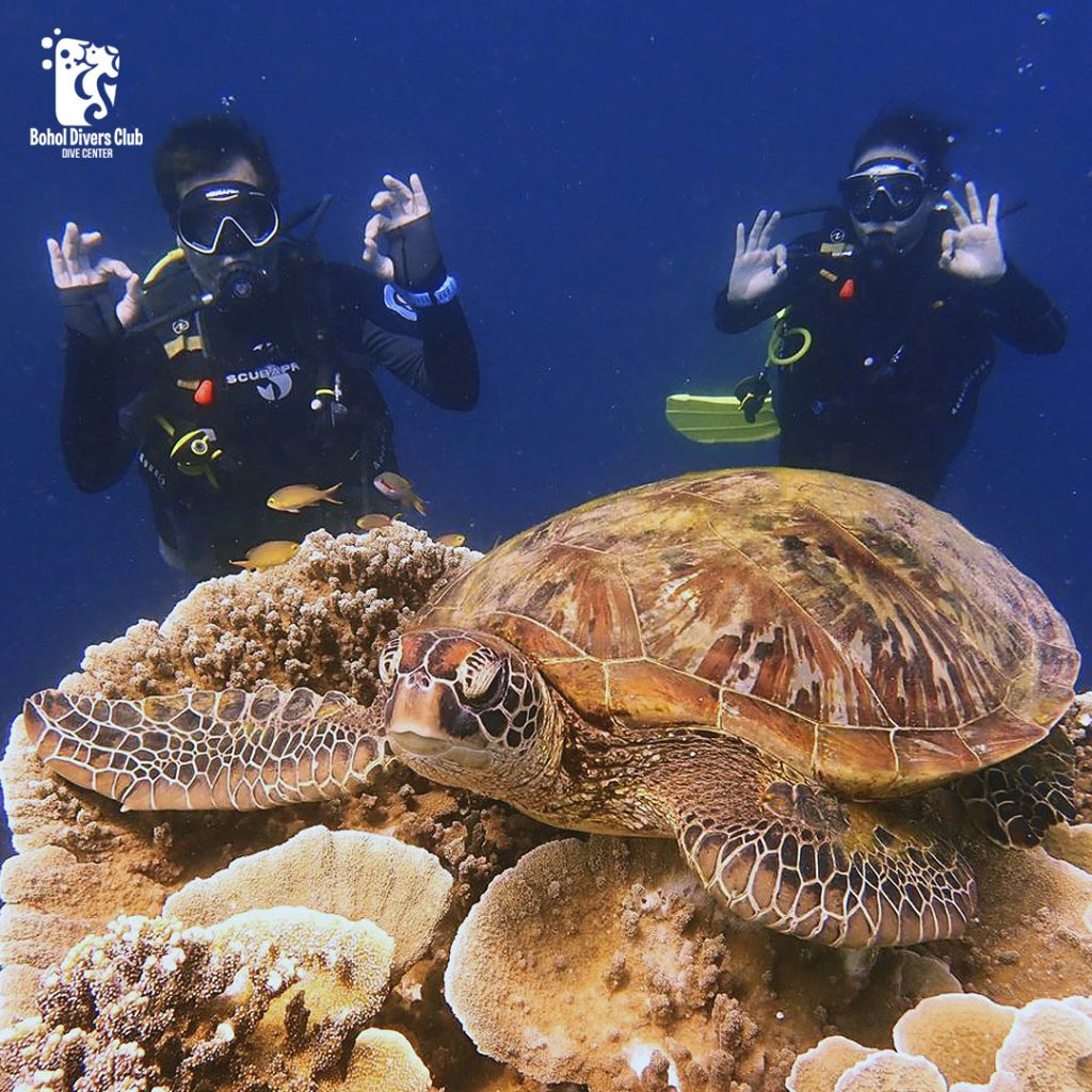 Balicasag Island Day Trip I Bohol Scuba Diving Philippines