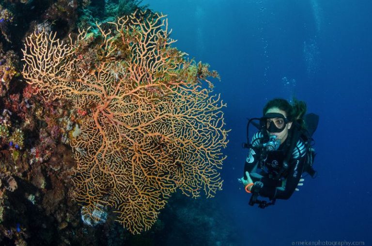 Panglao Island Diving I Bohol, Philippines