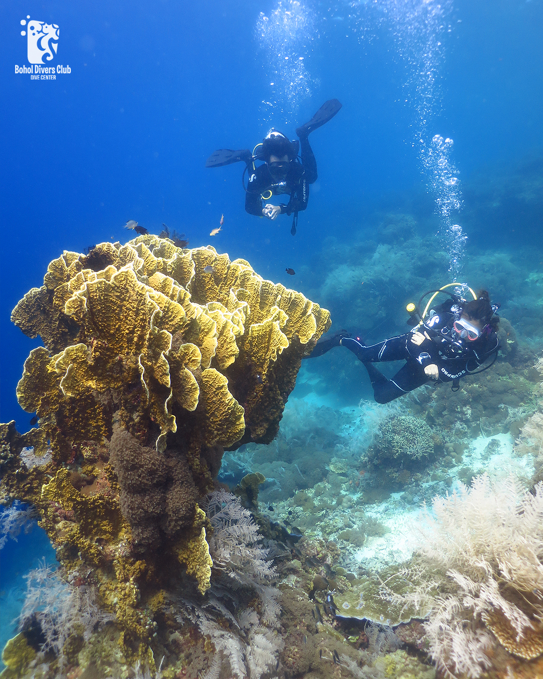 Island Scuba Diving Sites • Bohol Divers | Dive Center Philippines